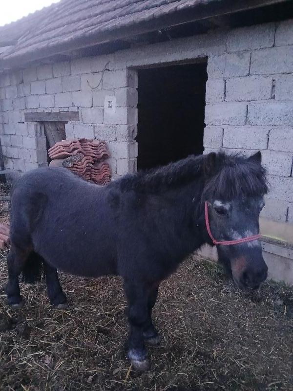 Poni pastuv star 10 godina
Sombor