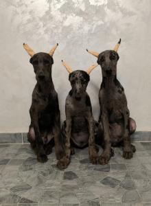 DOBERMAN