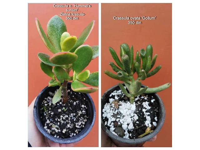 Crassula `Hummels sunset` +  Crassula ovata `Gollum`