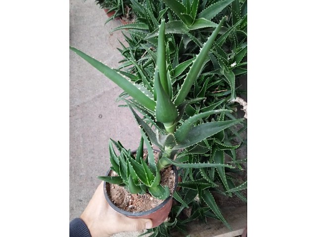 Aloe vera 5 komada za 1000 dinara
