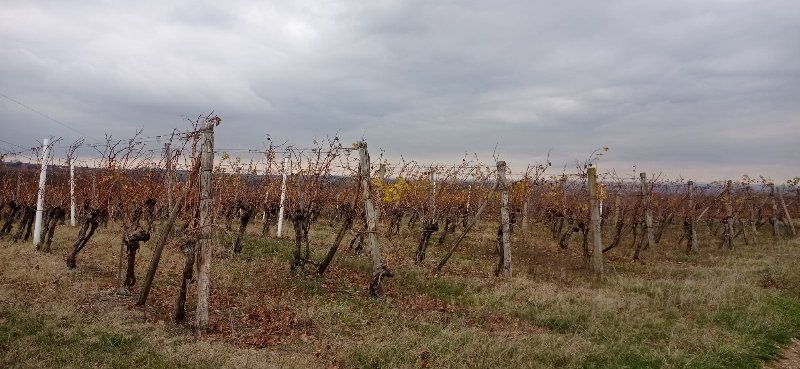 Vinograd 5.187 m2 Sremski Karlovci