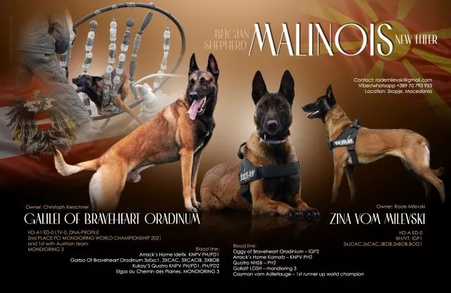 Stenci Belgijski ovcar Malinoa/Malinois