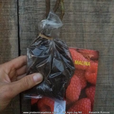 Malina (Rubus idaeus) Polka