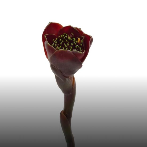 Black Tulip (ec)
