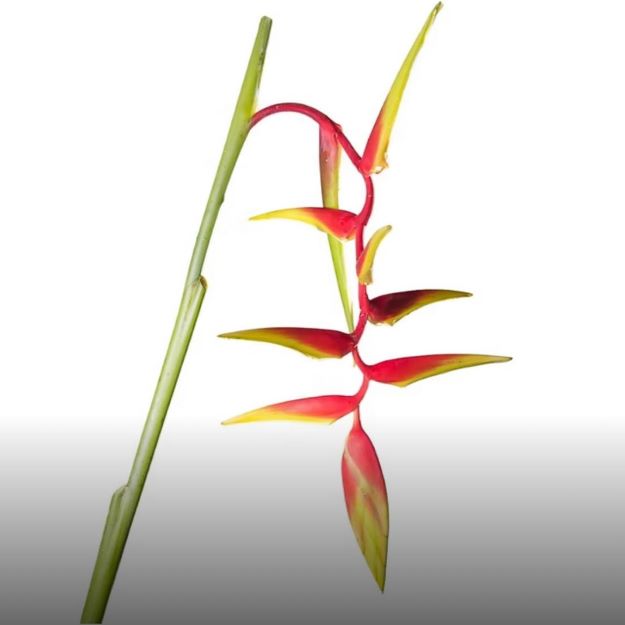 Heliconia (ec)