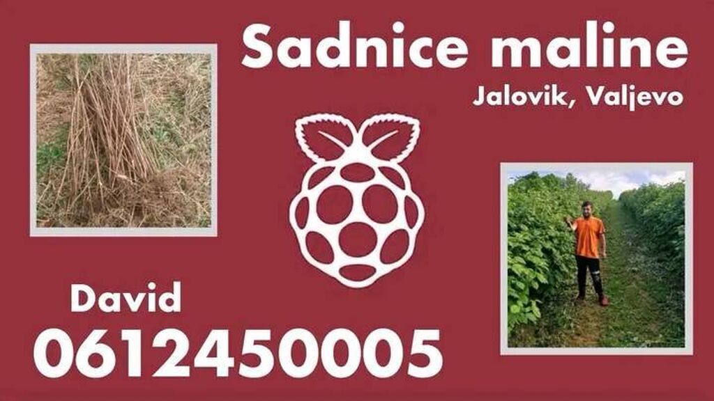 Sadnice maline – Jalovik, Valjevo Ponuda: sadnice maline prikazane na