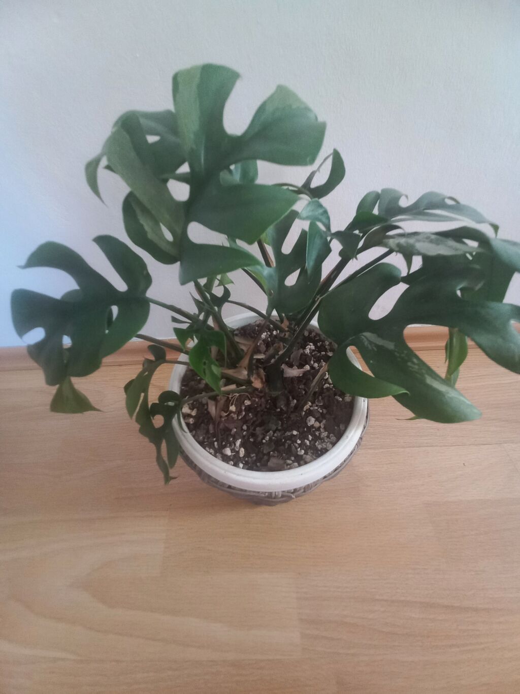 Na prodaju monstera tetrasperma minima variegeta i adansoni mint cena