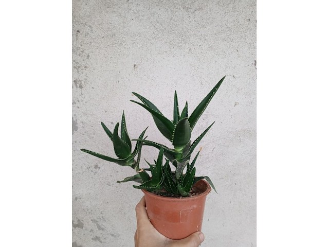 Aloe vera sp.