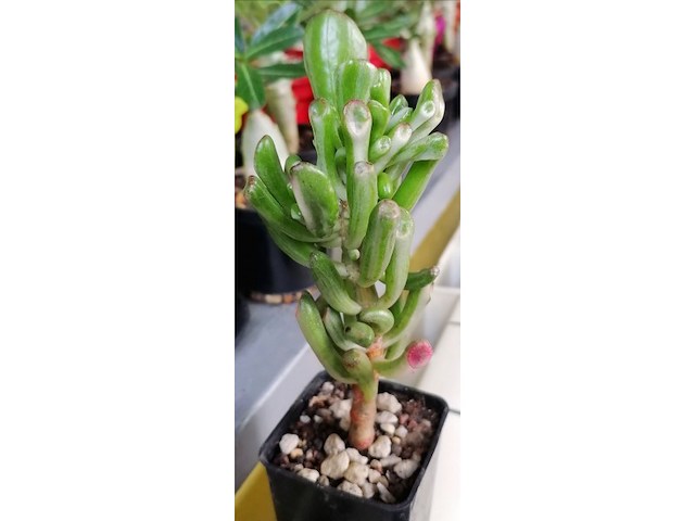 Sukulent - Crassula Hobbit f. variegata