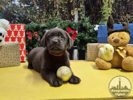 Izuzetna čokoladna štenad Labrador retrivera