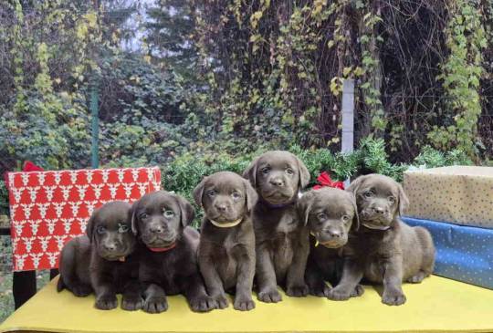 Čokoladna štenad Labrador retrivera
