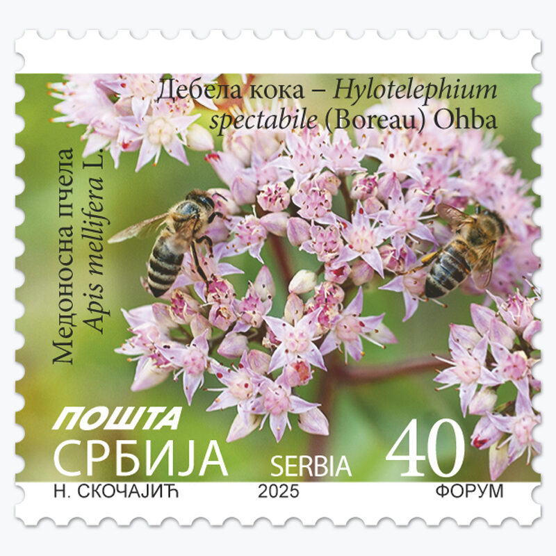 Дебела кока – Hylotelephium spectabile (Boreau) Ohba, Медоносна пчела – Apis mellifera L. 2025