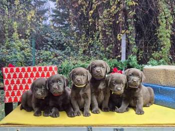 Izuzetna čokoladna štenad Labrador retrivera