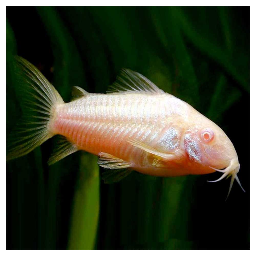Corydoras paleatus var. albino