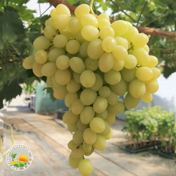 Bezsemeni Neprskanac – Beli (Regal Seedless)