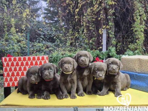 Izuzetna čokoladna štenad Labrador retrivera