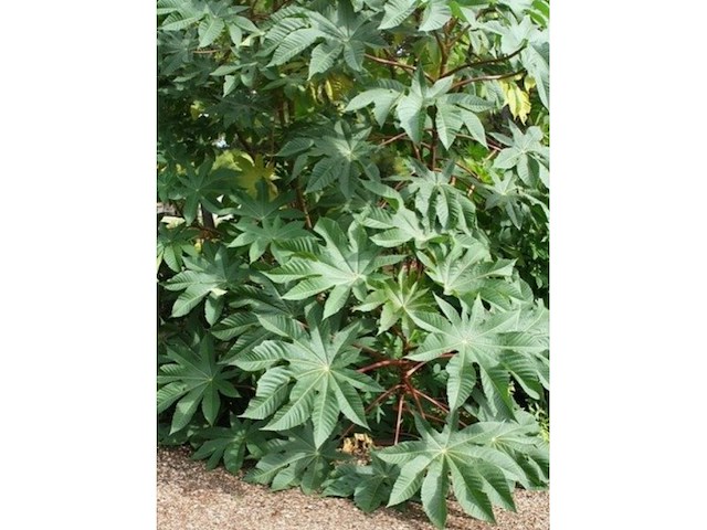 Ricinus comunis visoki 20 semena