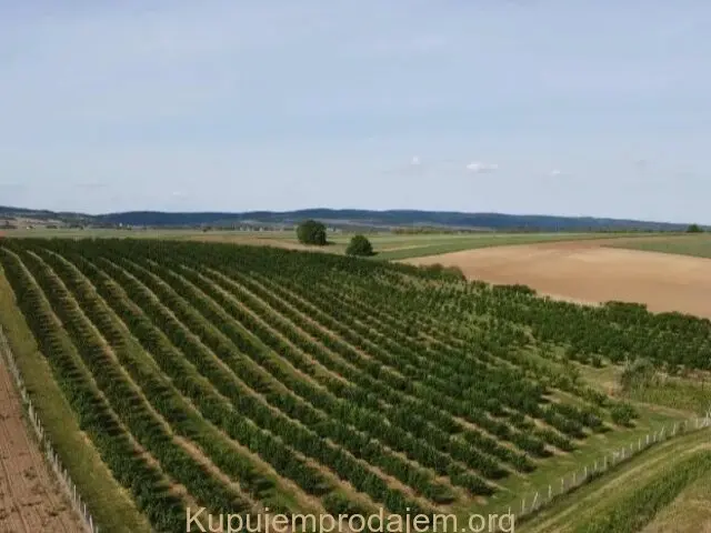 Plantaža lešnika-Sremska Mitrovica-Ležimir 378ari