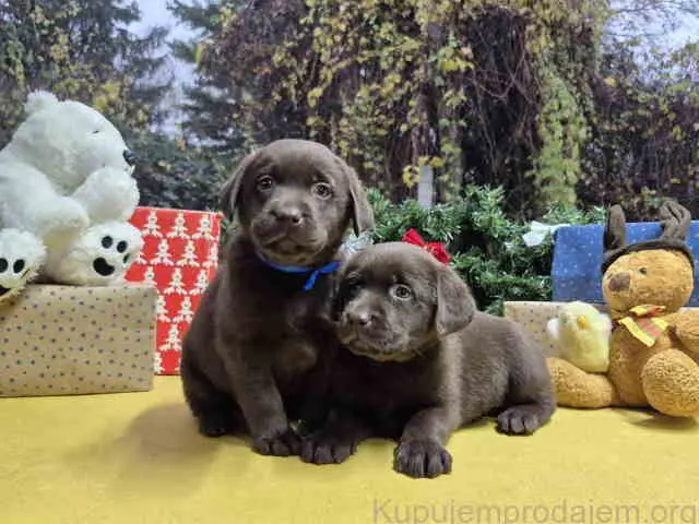 Izuzetna čokoladna štenad Labrador retrivera