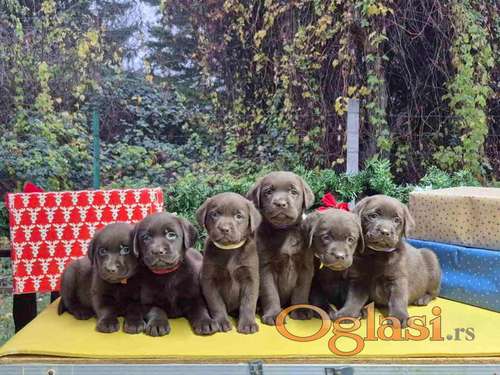 Izuzetna čokoladna štenad Labrador retrivera