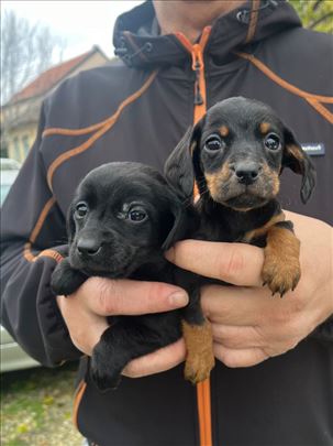 Udomljavanje pasa,sve je obezbedjeno