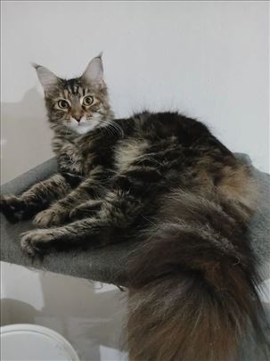 Maine Coon, mlada mačka