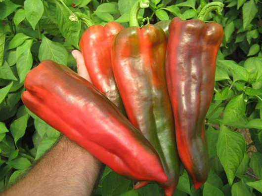 Paprika Kaptur F1 1.000 sj.