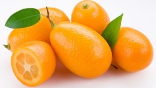 Kumquat višegodišnja sadnica