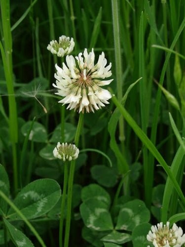 Bijela djetelina 1 kg - Sjeme