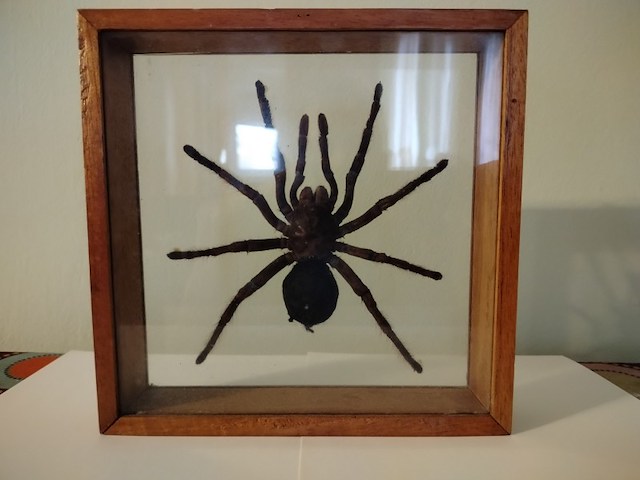 Tarantula, gigantski primerak