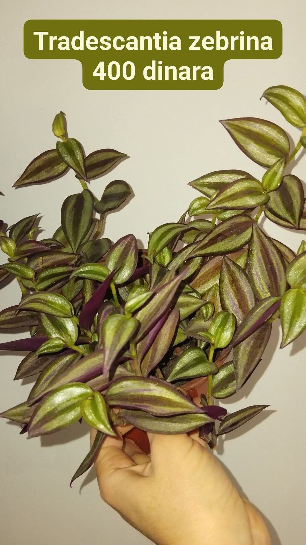Tradescantia zebrina – viseća sobna biljka sa dekorativnim listovima