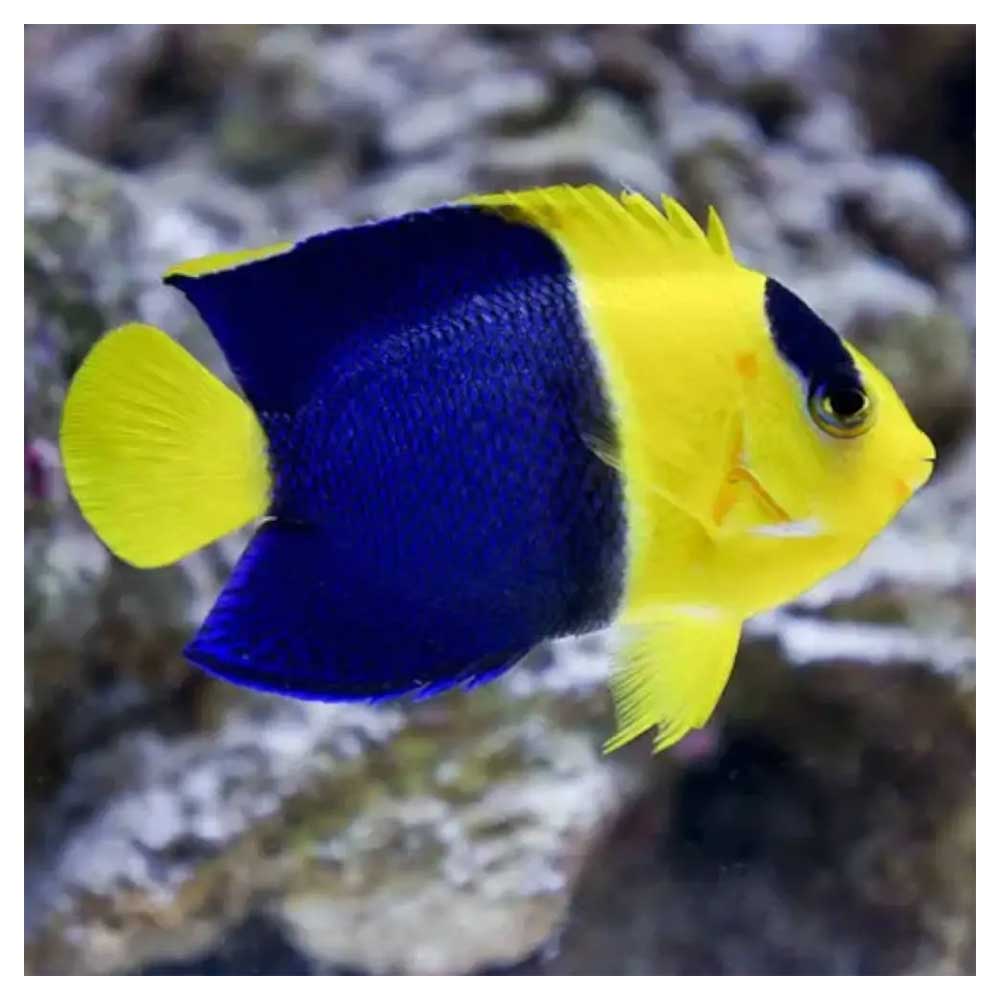 Centropyge Bicolor - Bicolor Angelfish