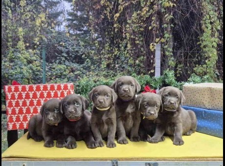 Izuzetna čokoladna štenad Labrador retrivera