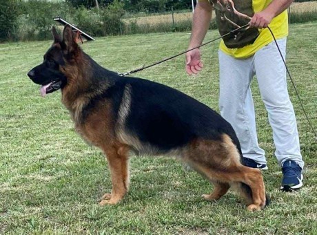 Nemacki ovcar stenad