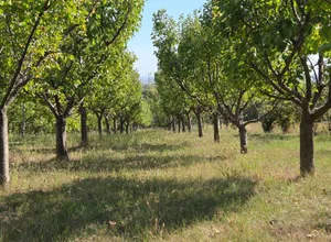 Prodaja Građevinsko zemljište - Irig