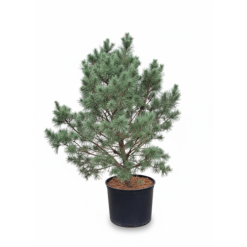 Pinus Watereri