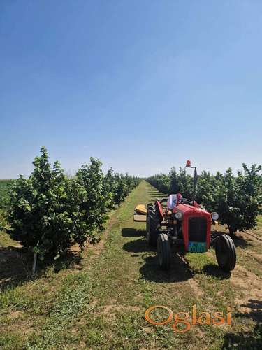 Budisava, Poljoprivredno zemljište 10.520m2 HITNO!