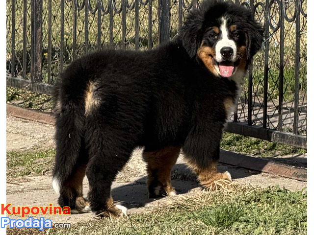 Na prodaju stenci bernskog planinskog psa, odlicnog kvaliteta