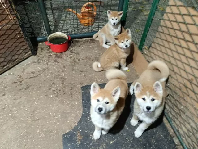 Stenci Akita Inu (Japanska Akita)