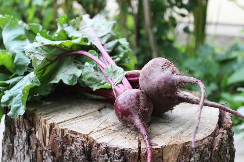 Organska Cvekla Mlada Bio Salaš Idei 1 veza