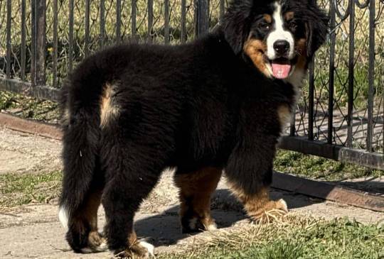 Prodajem stence bernskog planinskog psa