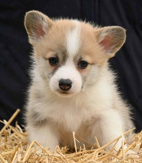 Velški korgi Welsh Corgi Pembroke