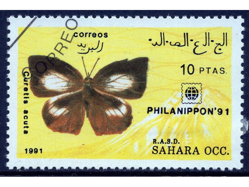 Sahara OCC 1991. Fauna, Leptiri
