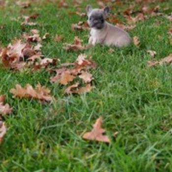 Francuski buldog štenci egzotičnih boja