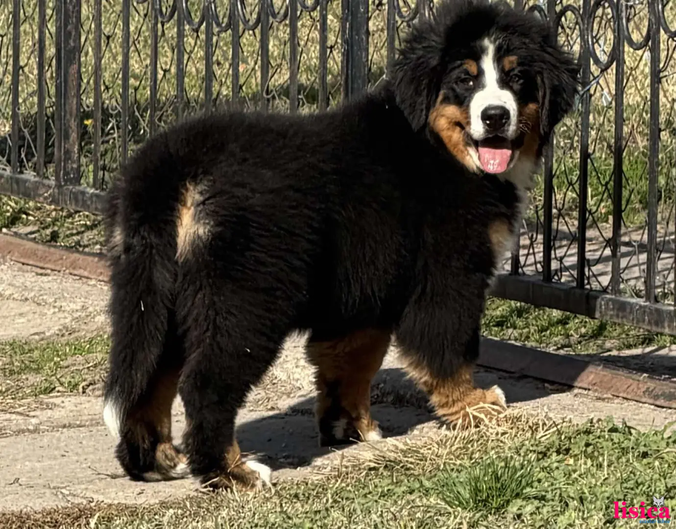 Na prodaju štenci bernskog planinskog psa, odličnog kvaliteta