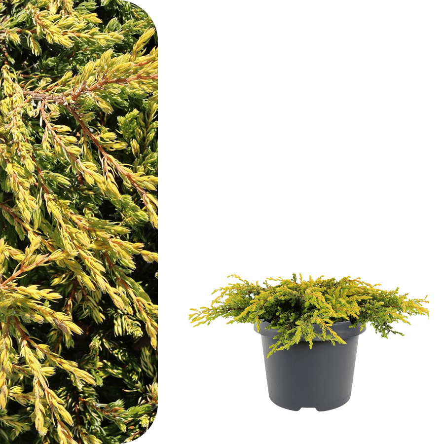 Juniperus communis Goldschatz