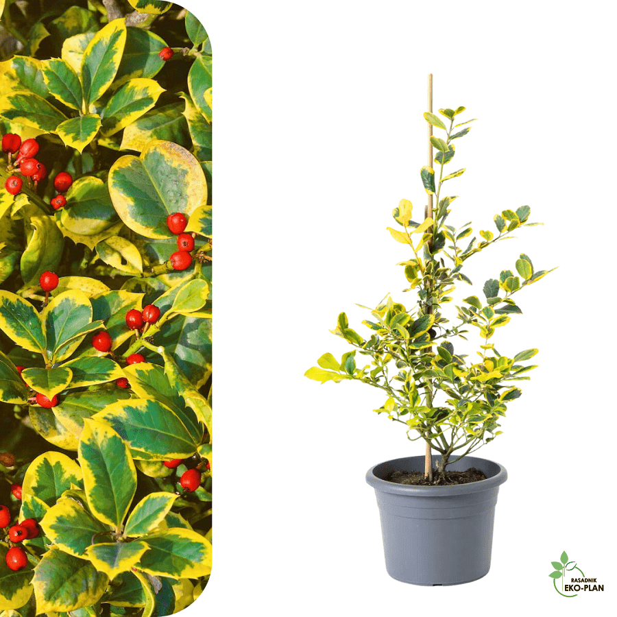 Ilex aquifolium - Golden Van Tol