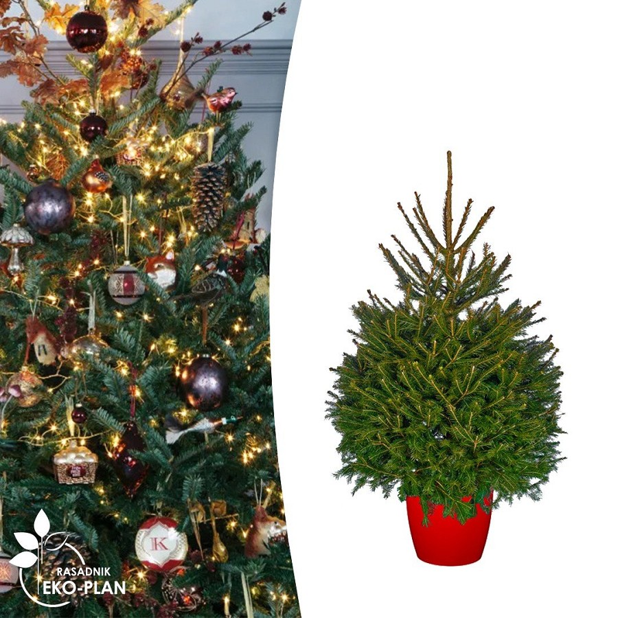 Novogodisnja jelka 100 -120cm