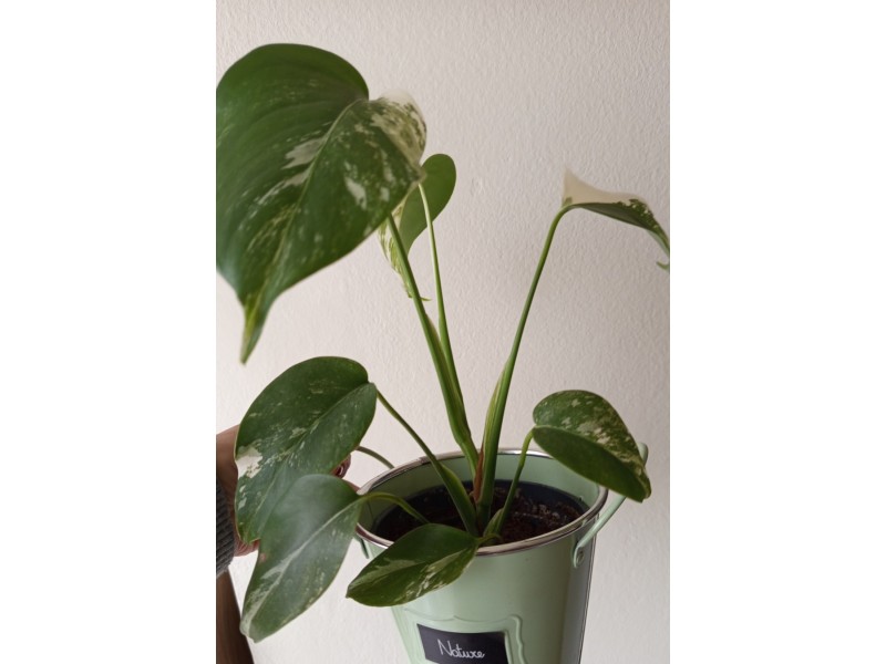 Monstera Albo variegata