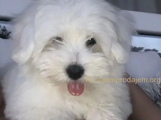 Coton de Tulear (Tulearski pas) štenci